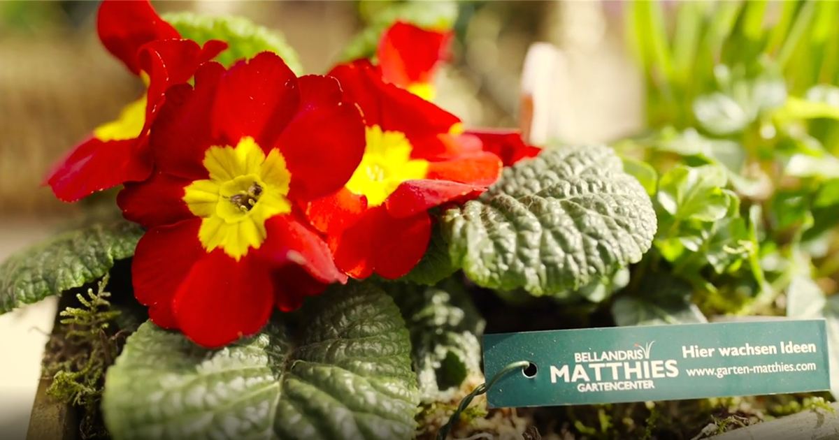 Matthies Frühlingsvideo - Bellandris Matthies